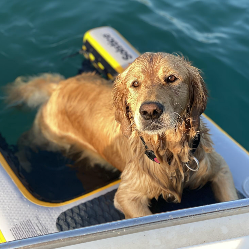 Pup Plank XL — Nonstop Swim